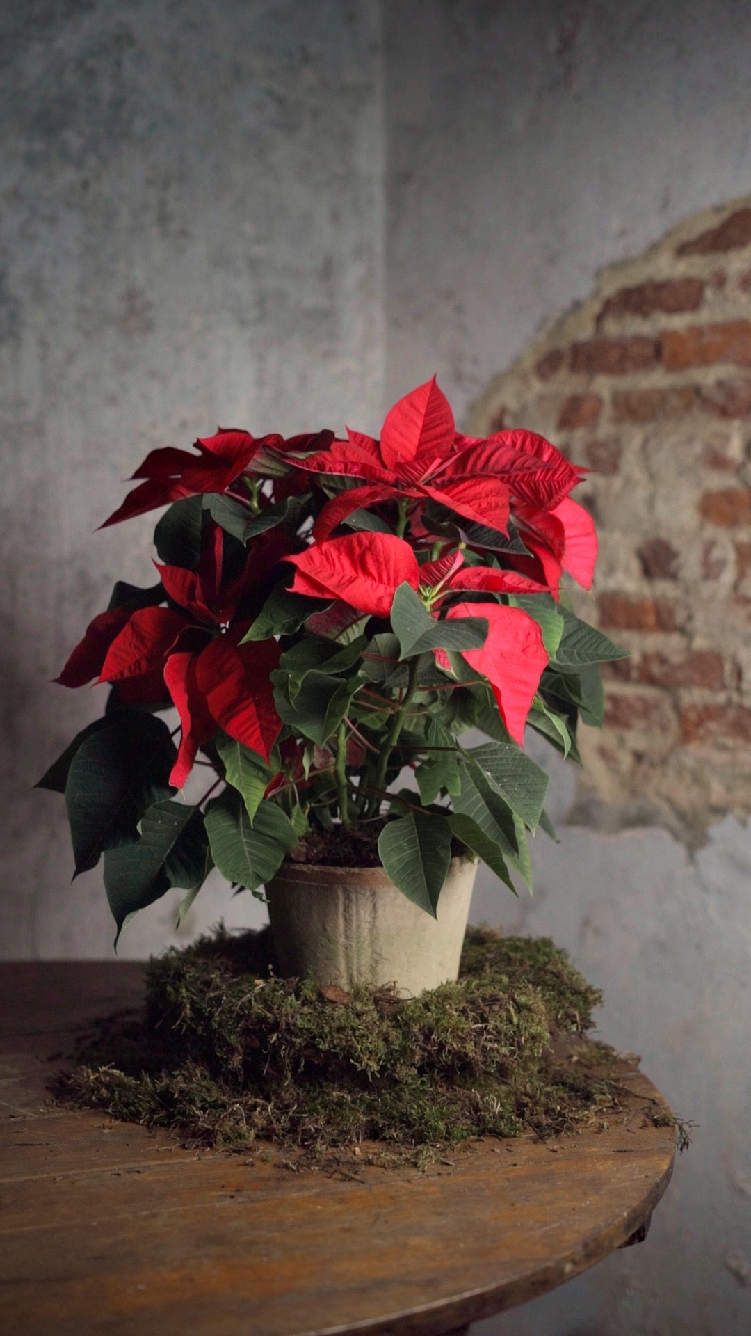 Planta Navidad Roja